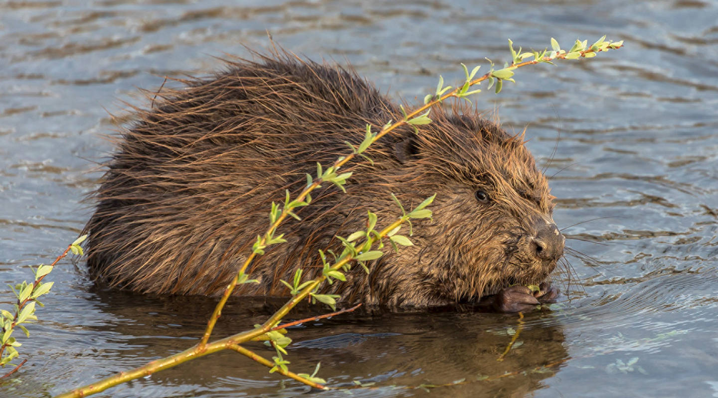Biber im St. Albanteich | Pro Natura Basel