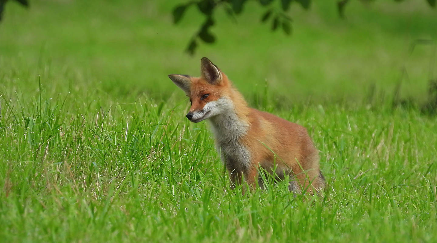 Wildtiere im Siedlungsraum | Pro Natura Basel