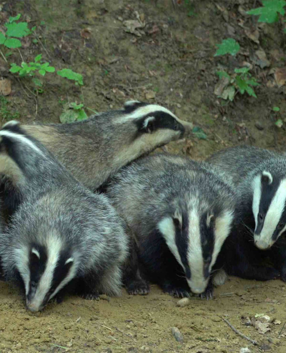 Sonderheft 2023 Big5 | Pro Natura Basel